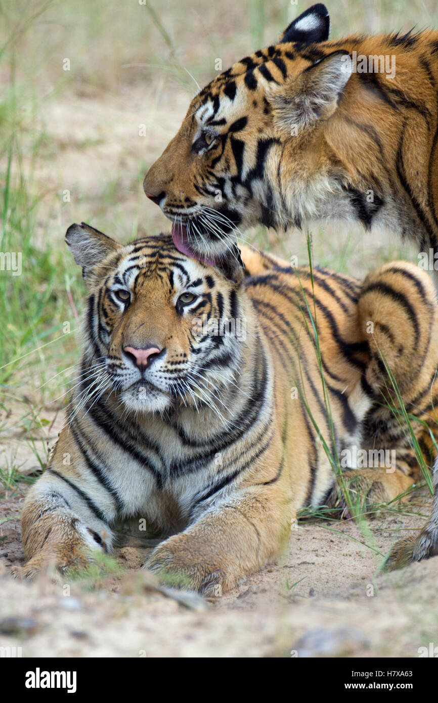 Bengal Tiger (Panthera tigris tigris) two year old cubs grooming each ...