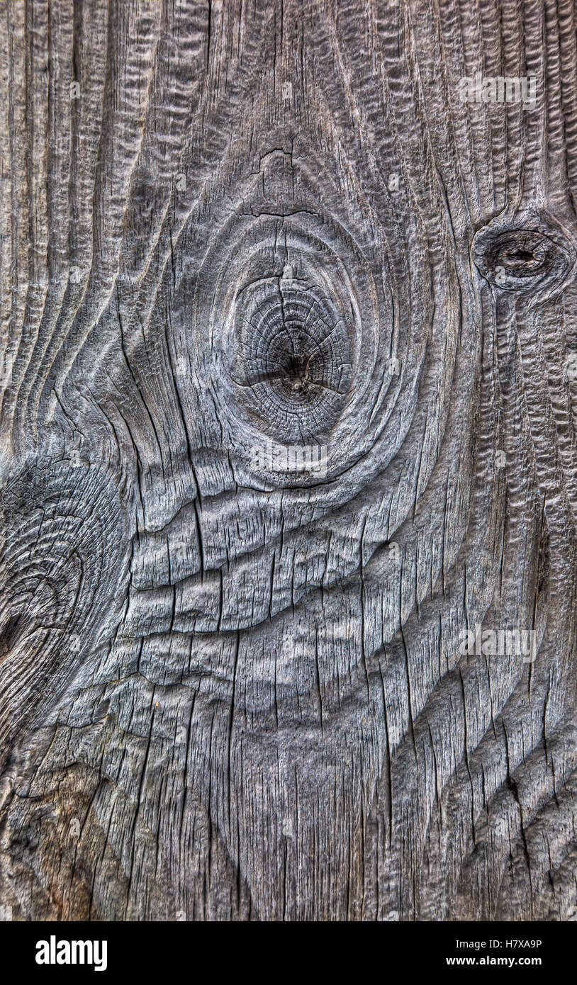Wind eroded wood, Deception Island, South Shetland Islands, Antarctica ...