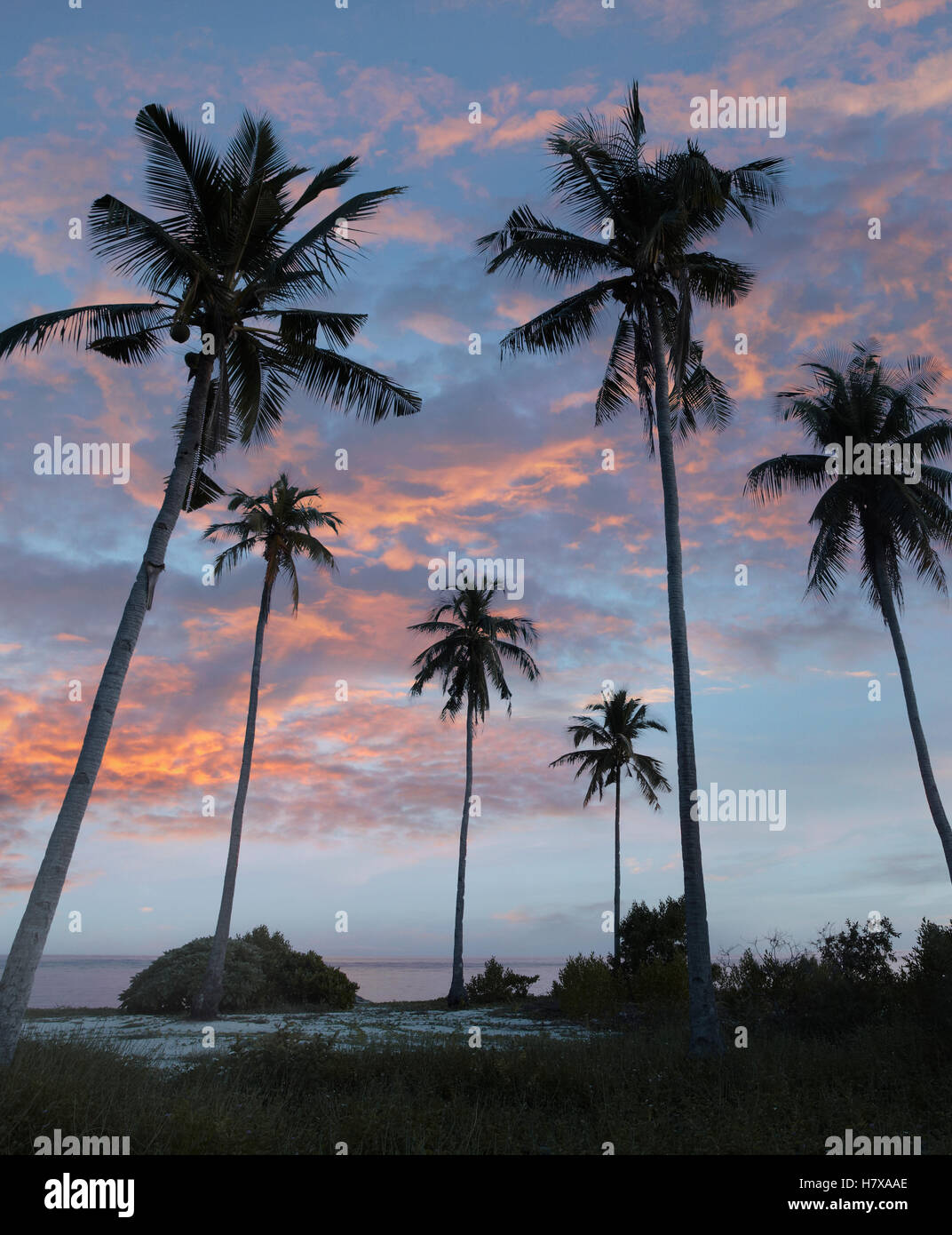 Coconut Palm (Cocos nucifera) trees at dusk on Pamilacan Island ...