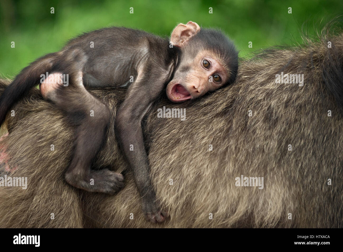 Chacma Baboon (Papio ursinus) baby yawning on mother's back, Kruger ...