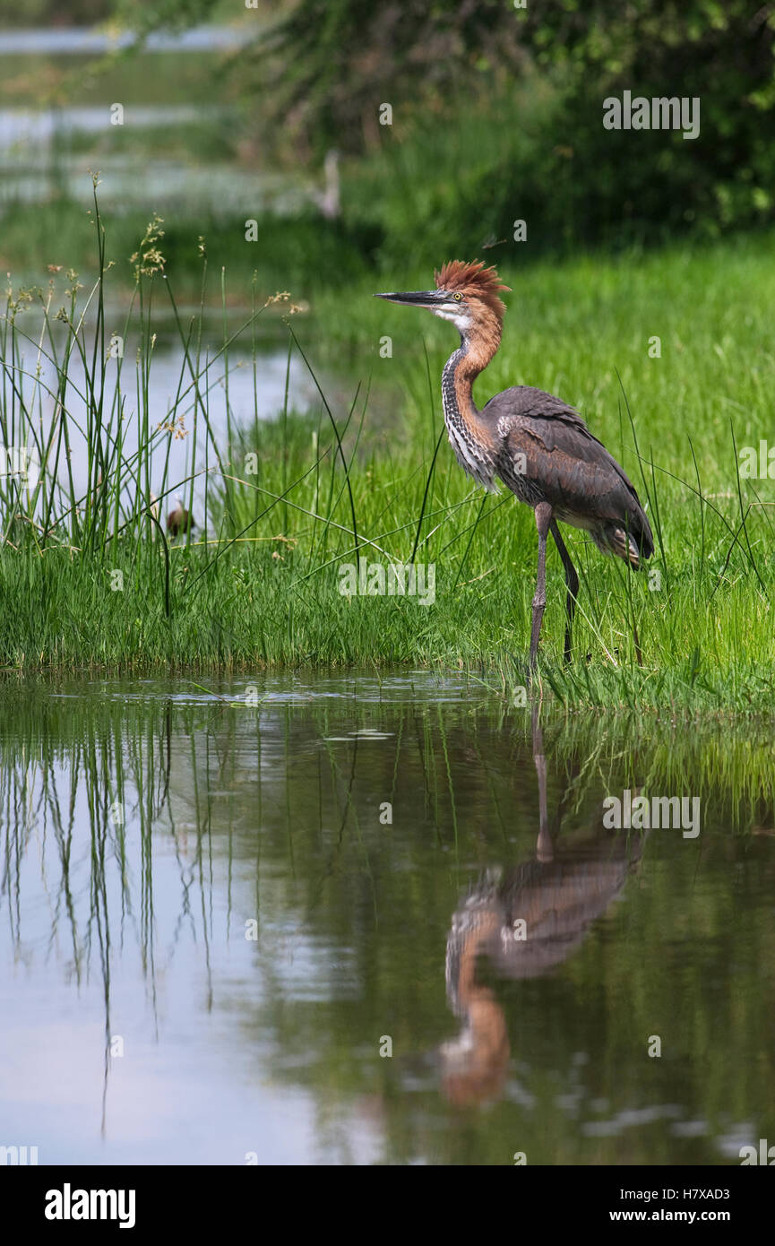 Goliath Heron (Ardea goliath) displaying along shore, Kruger National ...