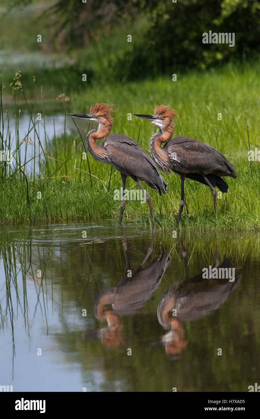 Goliath Heron (Ardea goliath) pair displaying along shore, Kruger ...