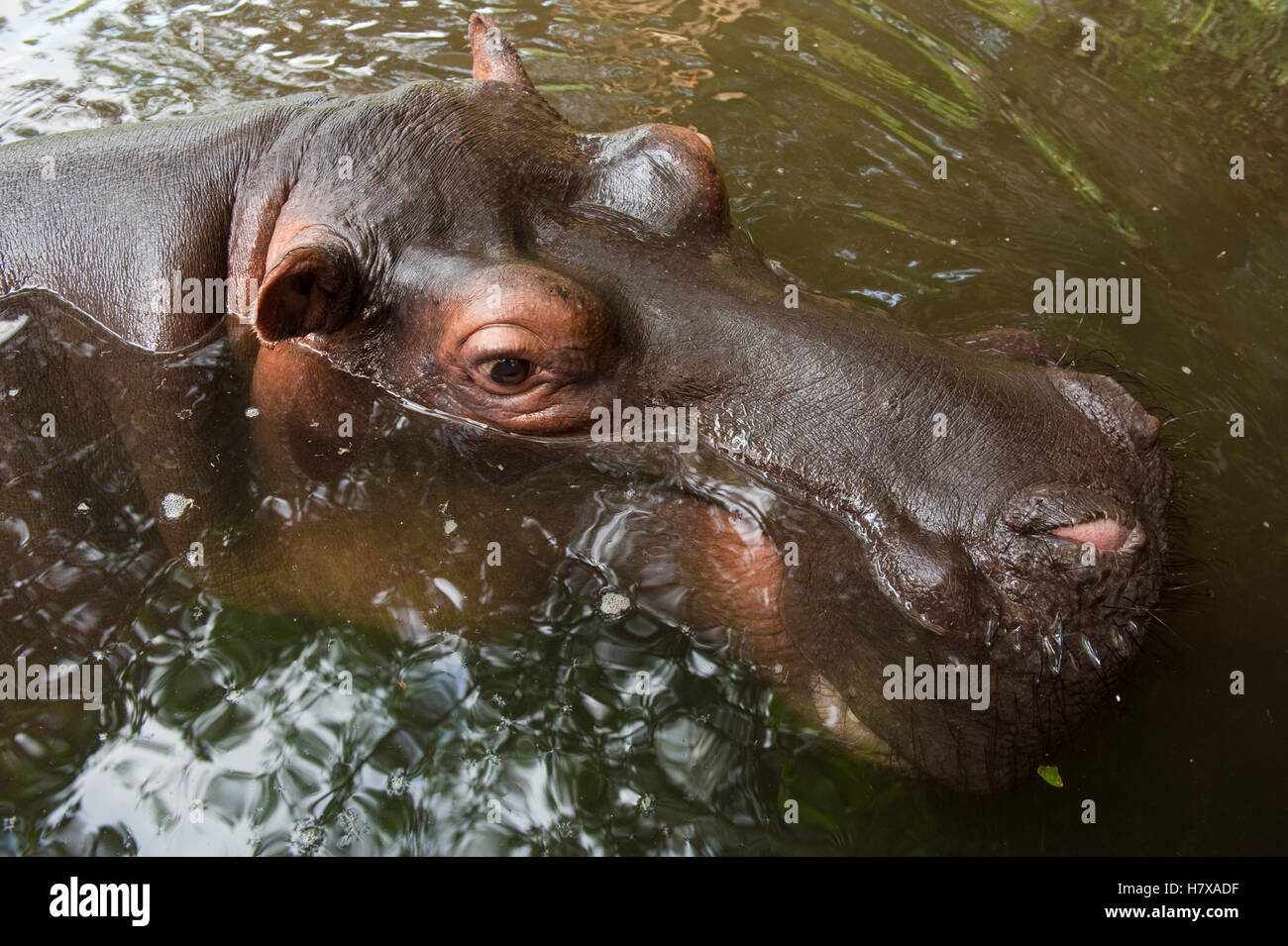 Hippopotamus (Hippopotamus amphibius) named Jessica was orphaned as a ...