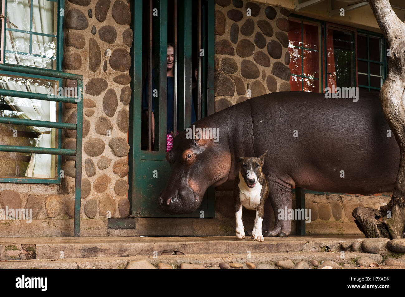 Hippopotamus (Hippopotamus amphibius) named Jessica was orphaned as a ...