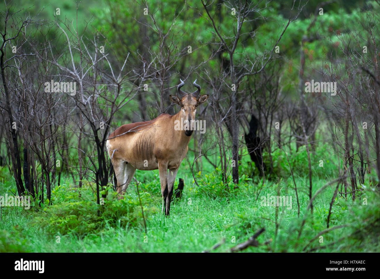 Lichtenstein's Hartebeest (Alcelaphus lichtensteinii), a re-introduced ...