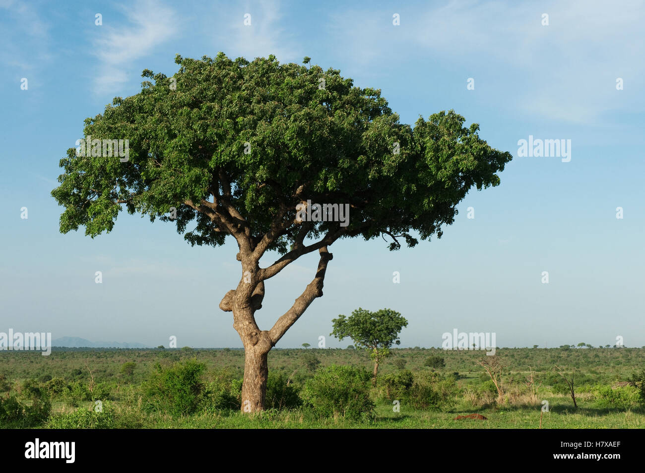 Marula (Sclerocarya birrea) trees, Kruger National Park, South Africa ...