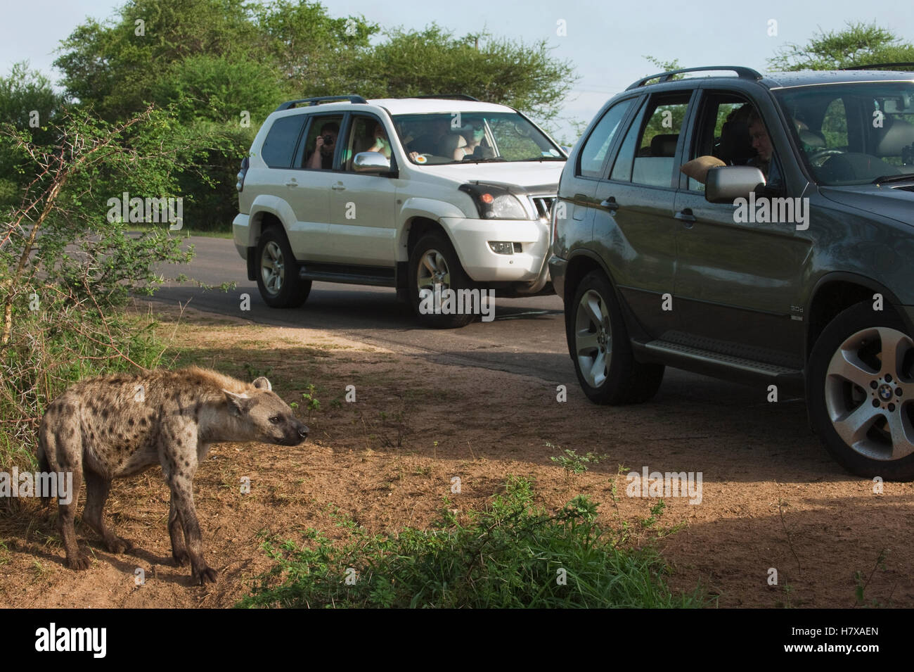 Spotted Hyena (Crocuta crocuta) and vehicles, Kruger National Park ...