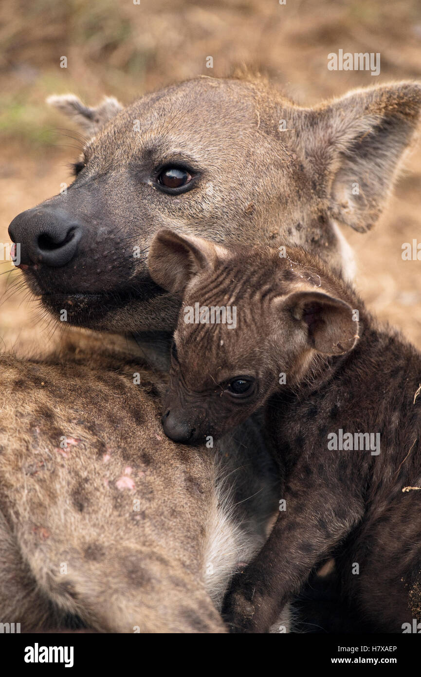 Spotted Hyena (Crocuta crocuta) female and cub, Kruger National Park ...