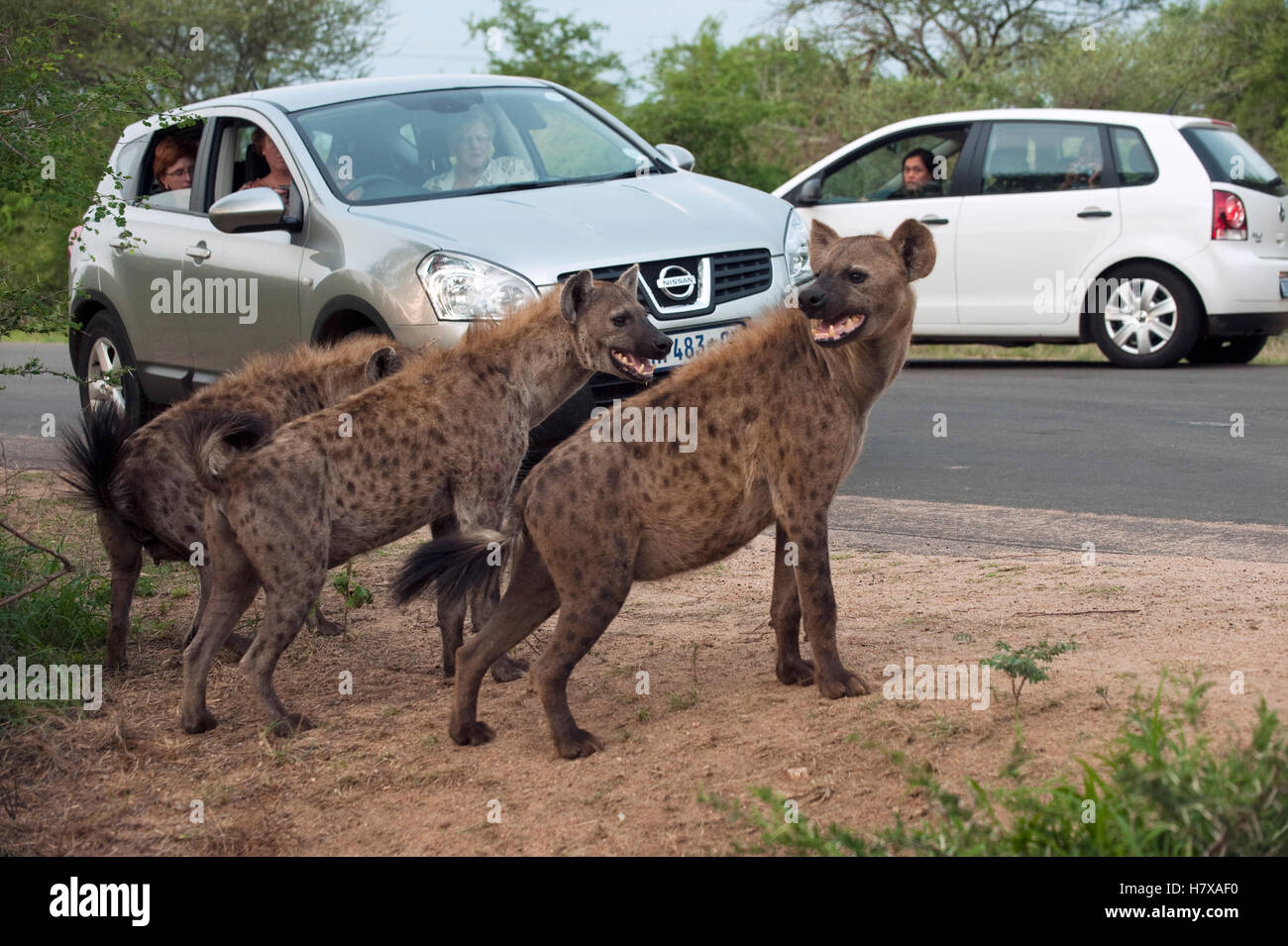 Spotted Hyena (Crocuta crocuta) trio and tourists, Kruger National Park ...