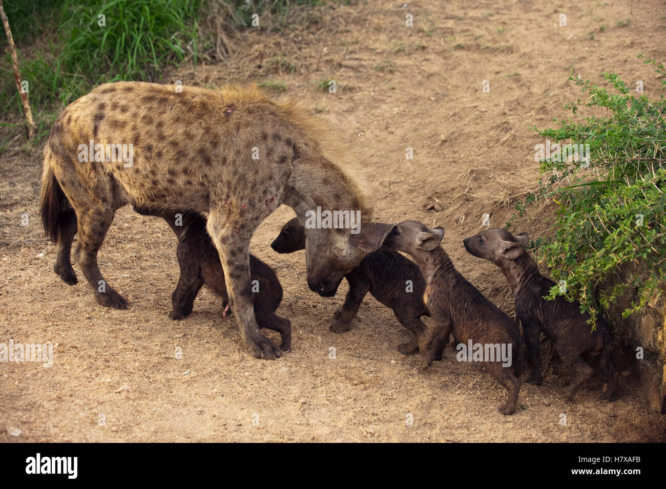 Spotted Hyena (Crocuta crocuta) female and cubs, Kruger National Park ...