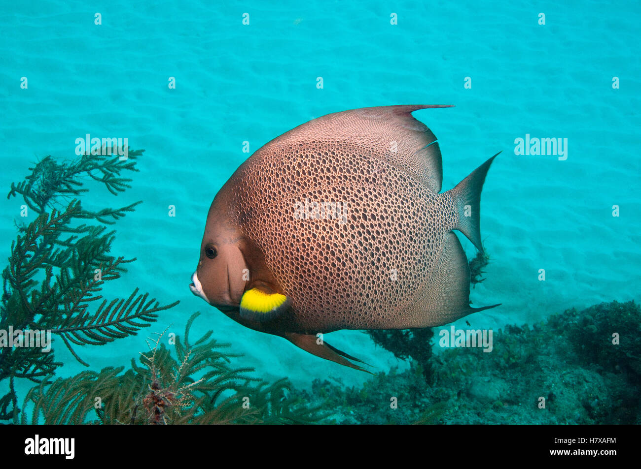 Gray Angelfish (Pomacanthus arcuatus), Sian Ka'an Biosphere Reserve ...
