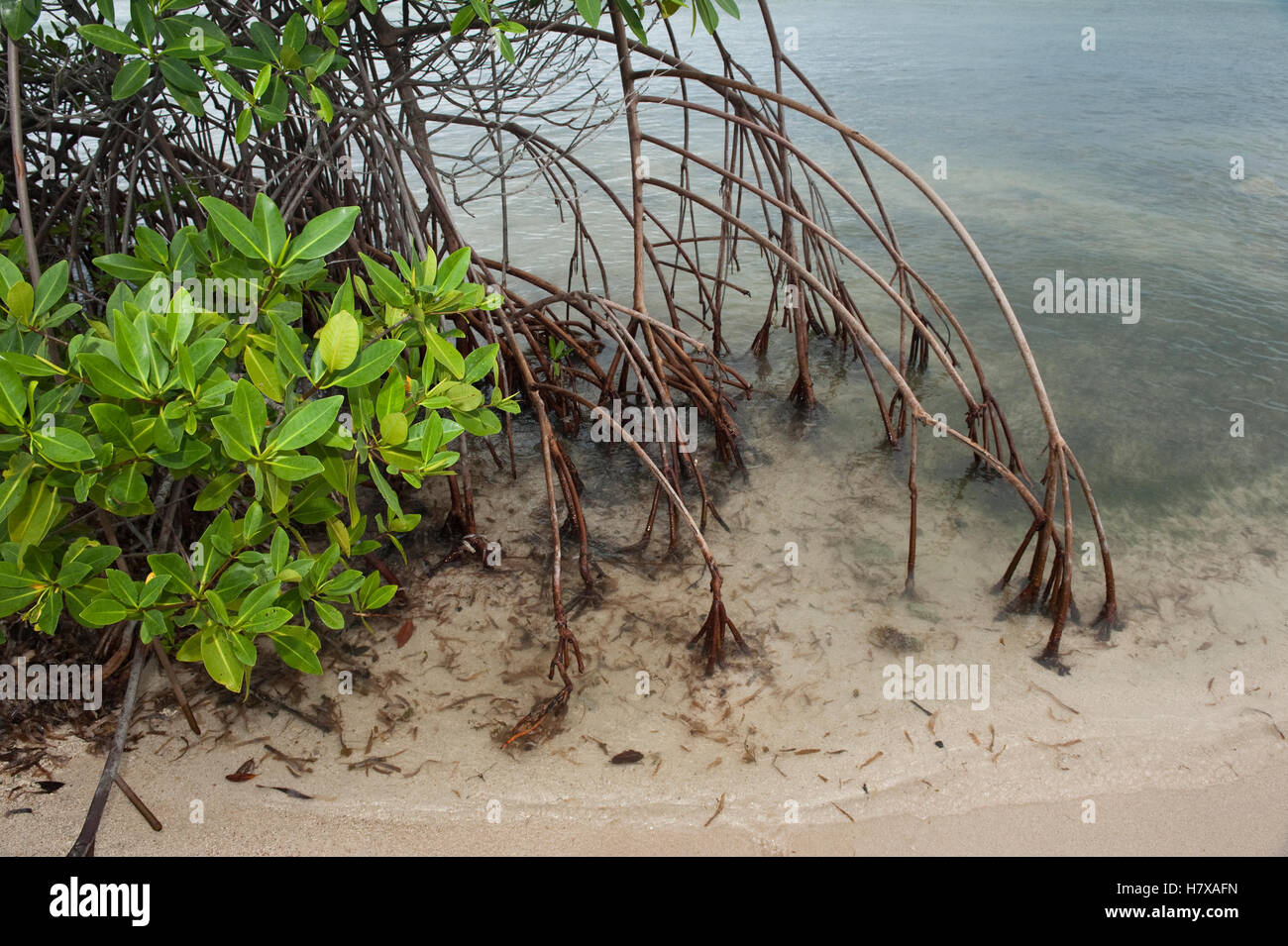 Red Mangrove (Rhizophora mangle) aerial roots, Quintana Roo, Mexico ...