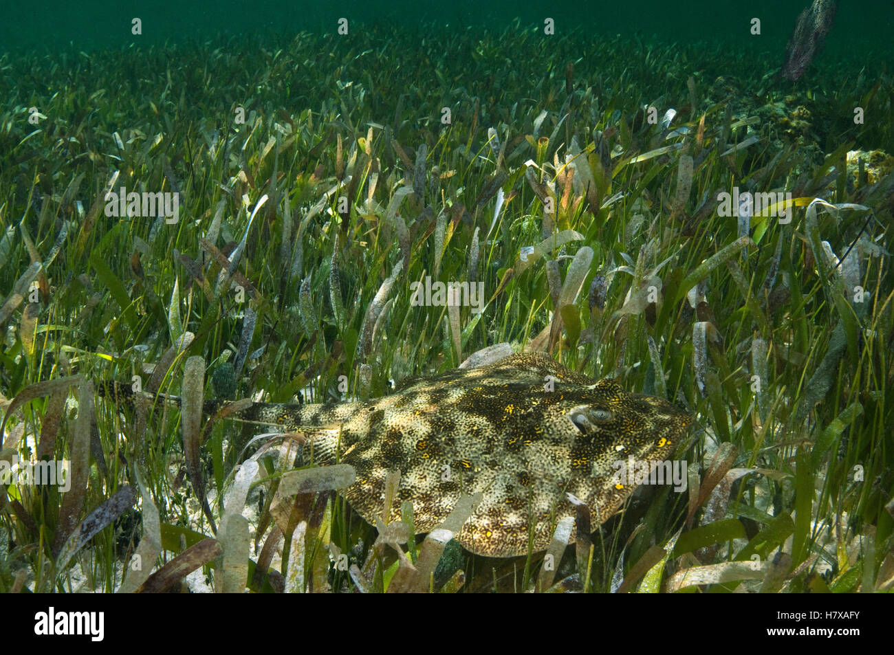 Yellow Stingray (Urolophus jamaicensis) in sea grass, Mahahual ...