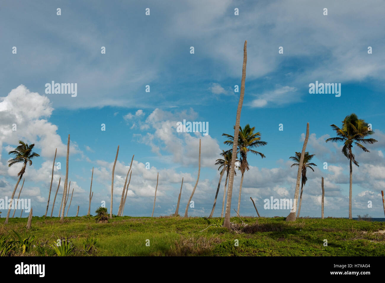 Hurricane Dean damage showing destroyed palm trees, Mahahual, Mexico ...