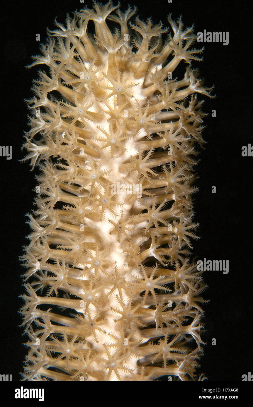 Swollen-knob Candelabrum (Eunicea mammosa) with extended polyps, Sian ...