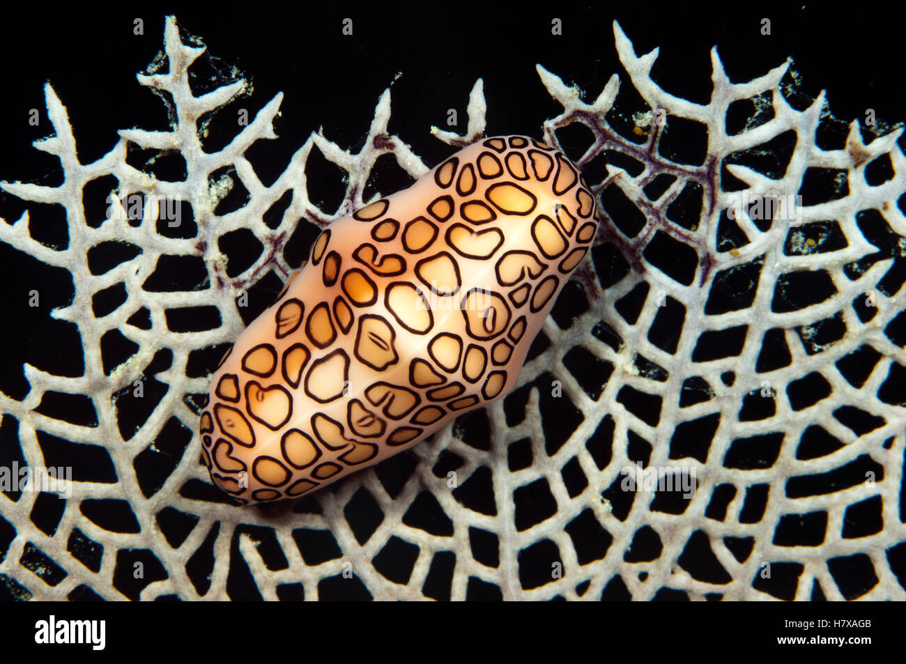 Flamingo Tongue Snail (Cyphoma gibbosum), Quintana Roo, Mexico Stock ...