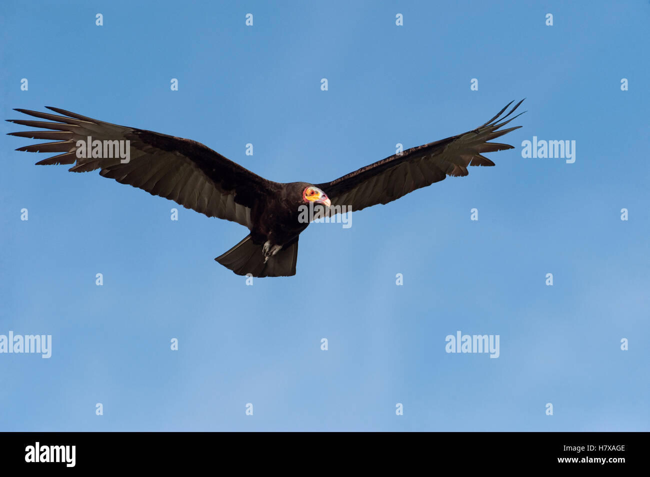 Lesser Yellow-headed Vulture (Cathartes burrovianus) flying, Sian Ka'an ...
