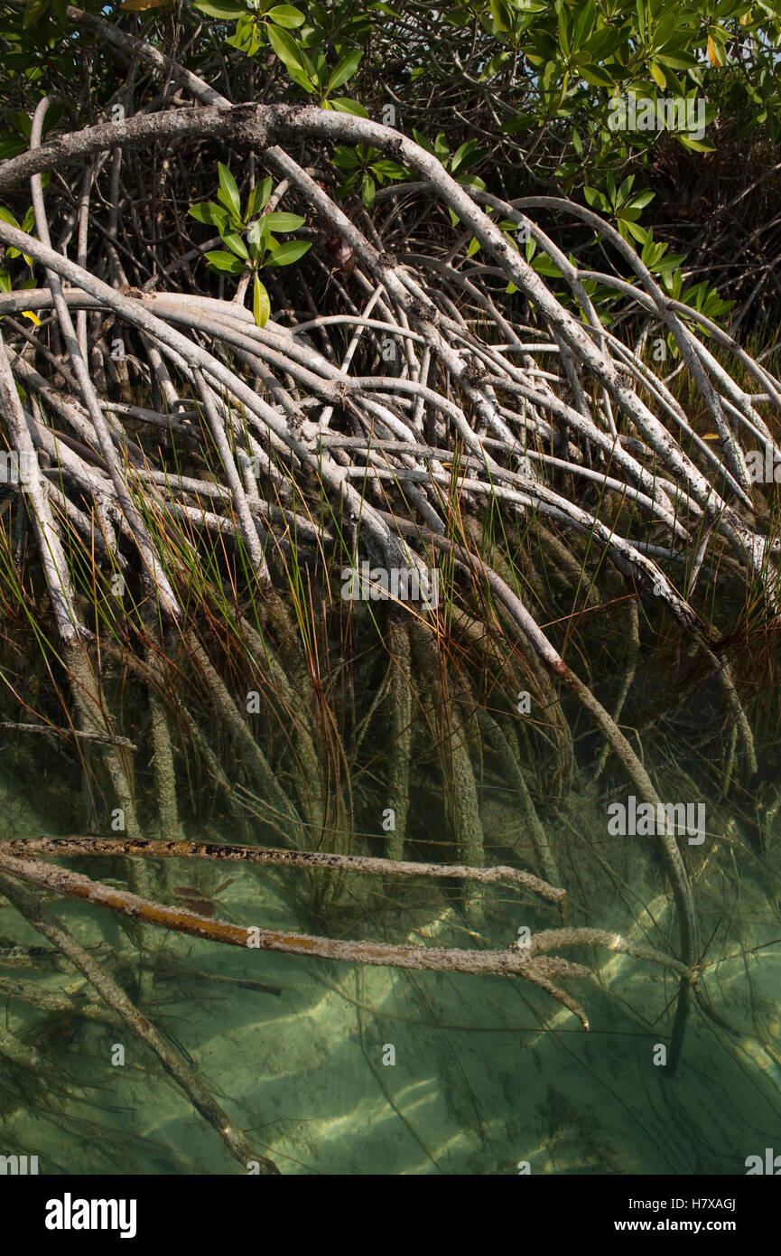 Red Mangrove (Rhizophora mangle) aerial roots, Sian Ka'an Biosphere ...
