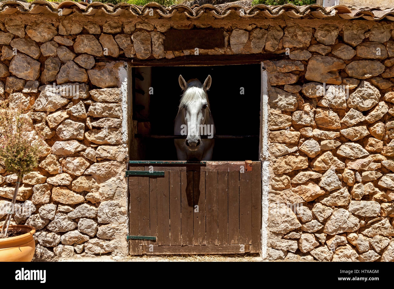 Horse behind a wooden stable door,Horse in stable Stock Photo - Alamy