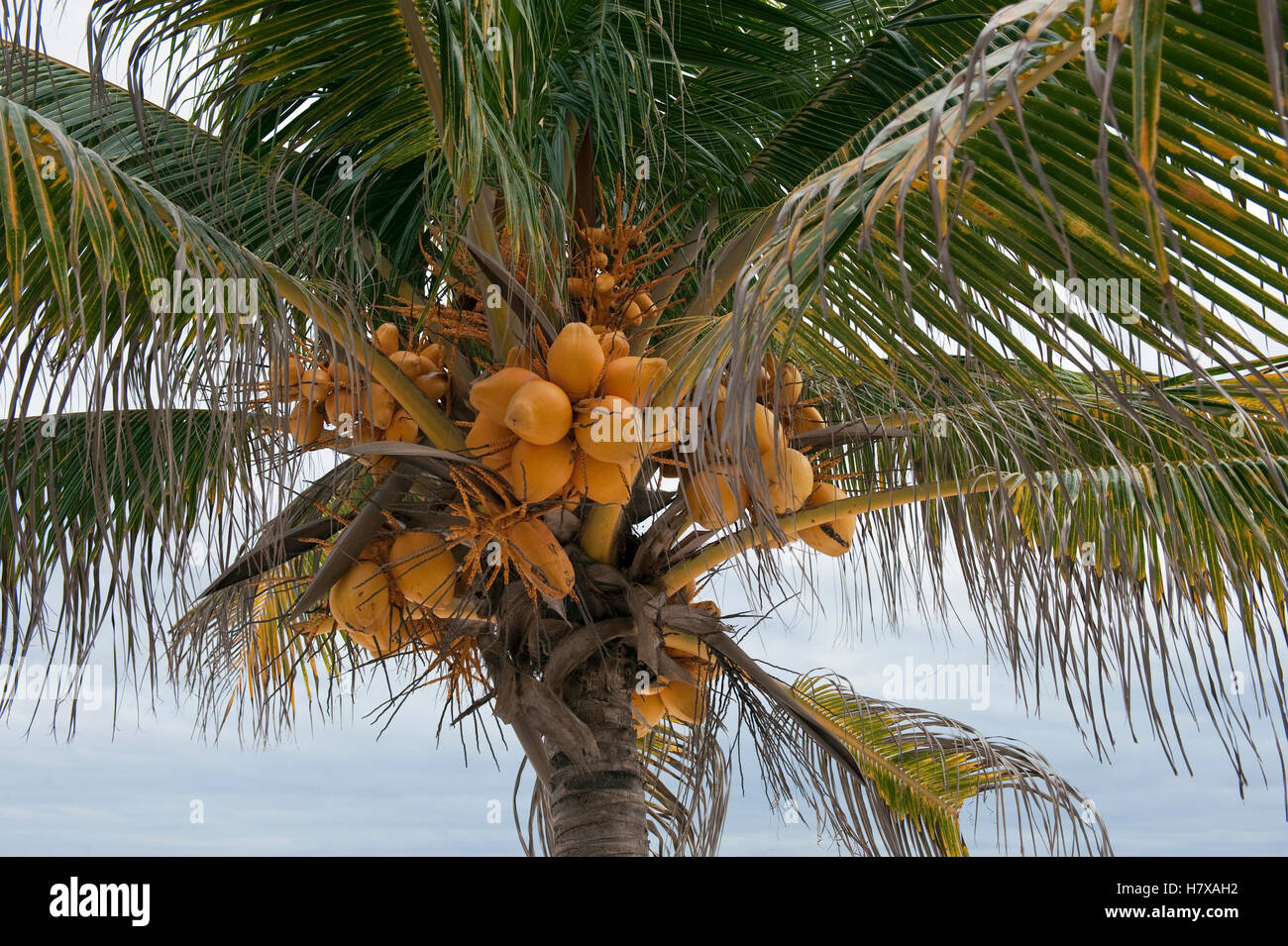 Coconut Palm (Cocos nucifera) fruit, Sian Ka'an Biosphere Reserve ...