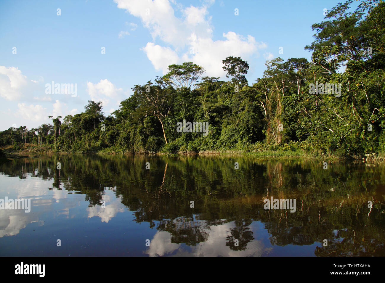 Amazon rainforest along river, Ecuador Stock Photo - Alamy