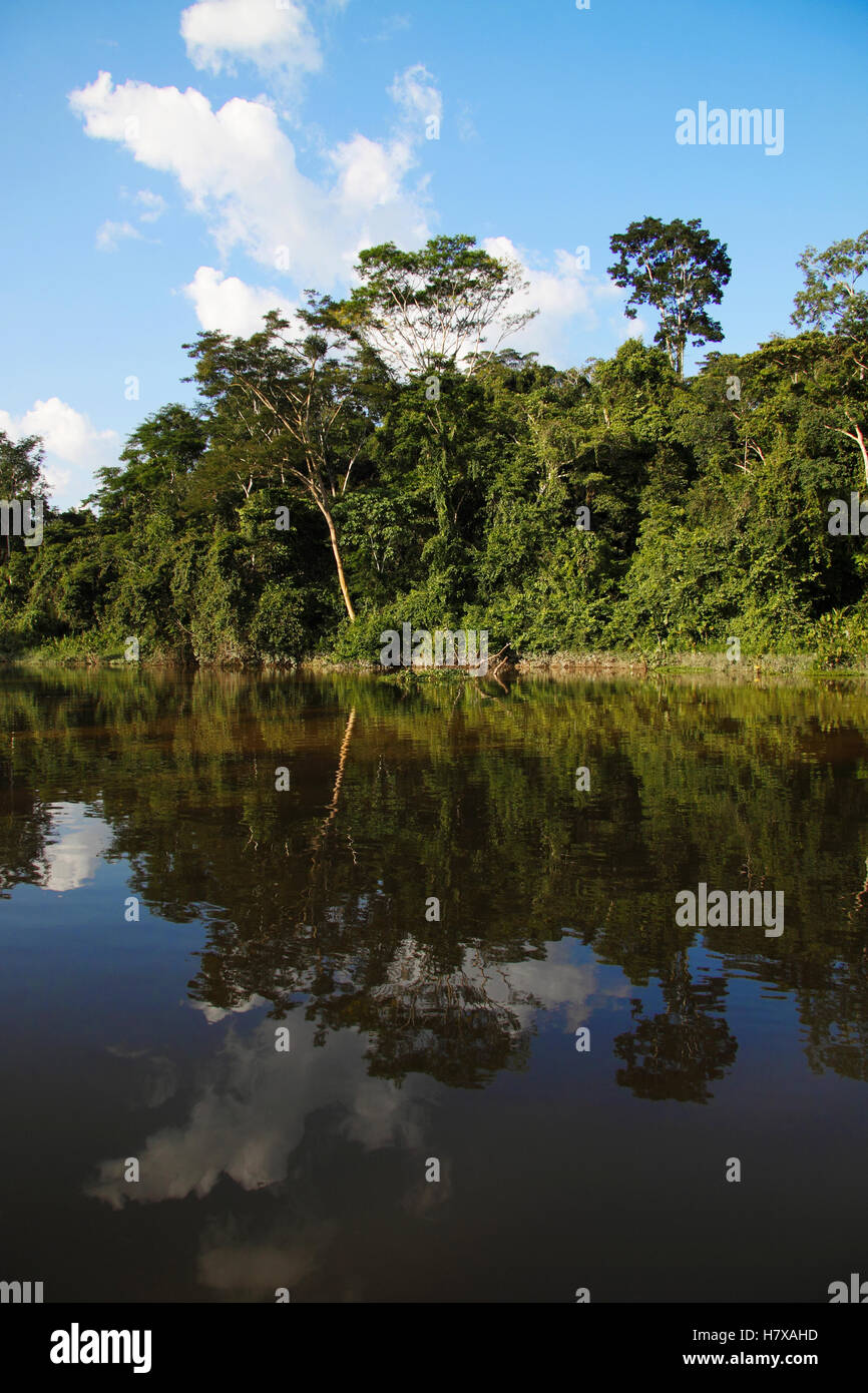 Amazon rainforest along river, Ecuador Stock Photo - Alamy
