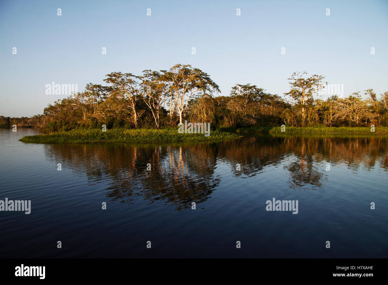 Amazon rainforest along river, Ecuador Stock Photo - Alamy