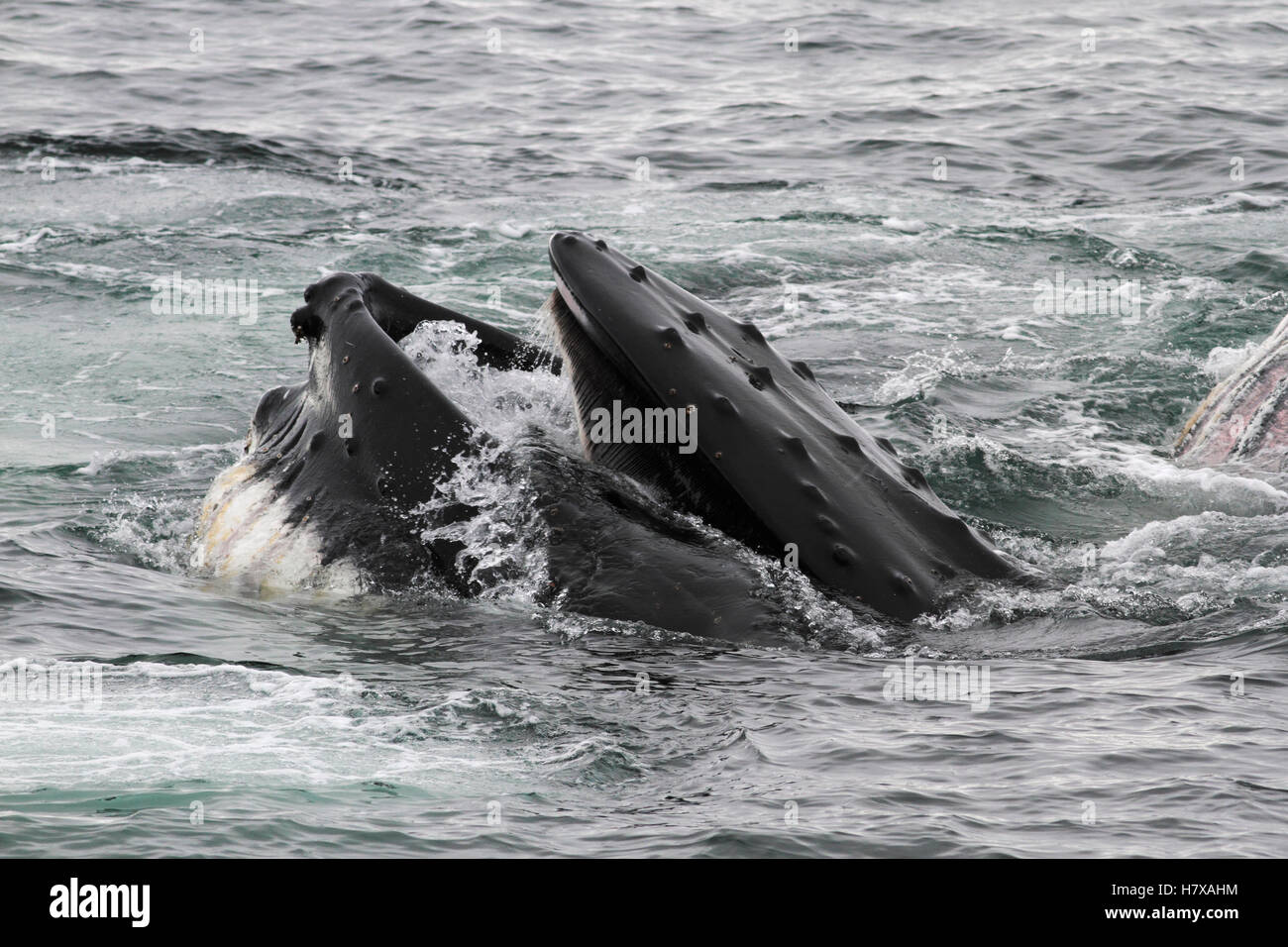 Humpback Whale (Megaptera novaeangliae) showing baleen plates while ...