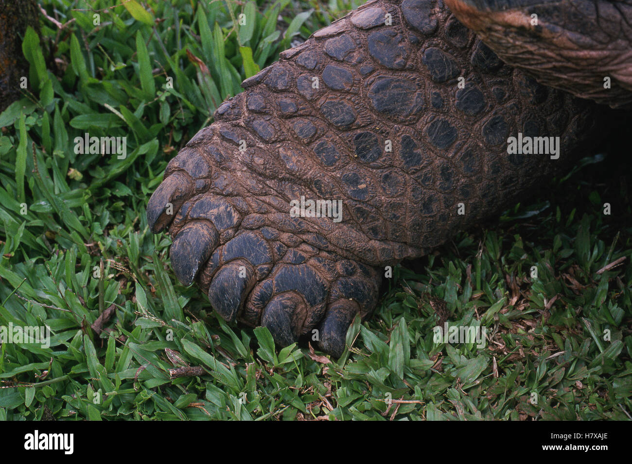 Volcan Alcedo Giant Tortoise (Chelonoidis nigra vandenburghi) foot ...