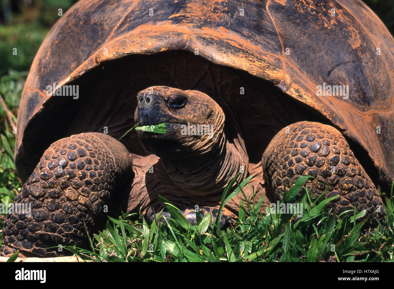 Volcan Alcedo Giant Tortoise (Chelonoidis nigra vandenburghi) eating ...