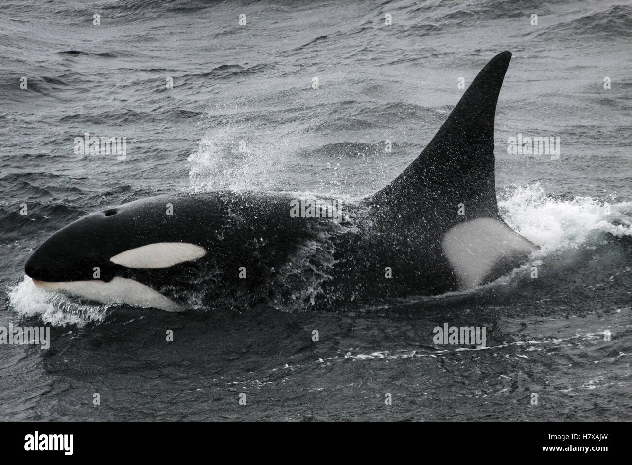 Orca (Orcinus orca) male, Antarctica Stock Photo - Alamy
