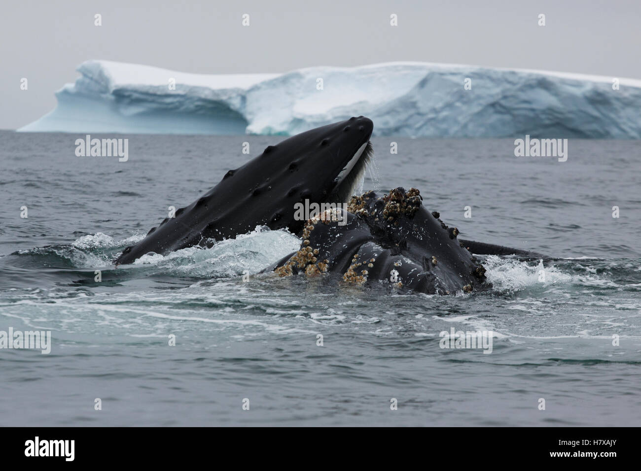 Humpback Whale (Megaptera novaeangliae) pair gulp feeding, Antarctica Stock Photo - Alamy