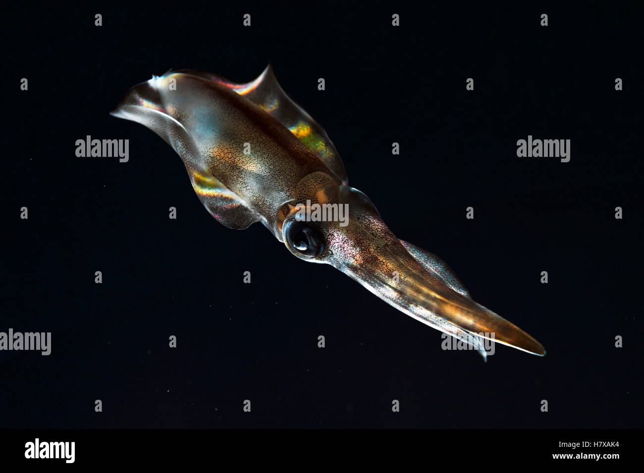 Bigfin Reef Squid (Sepioteuthis lessoniana) showing bioluminescence ...