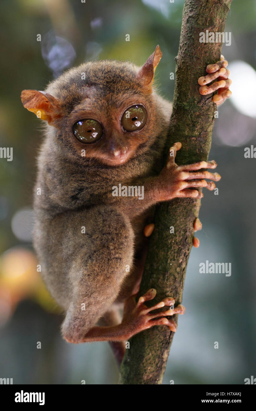 Philippine Tarsier (Tarsius syrichta), native to the Philippines Stock ...