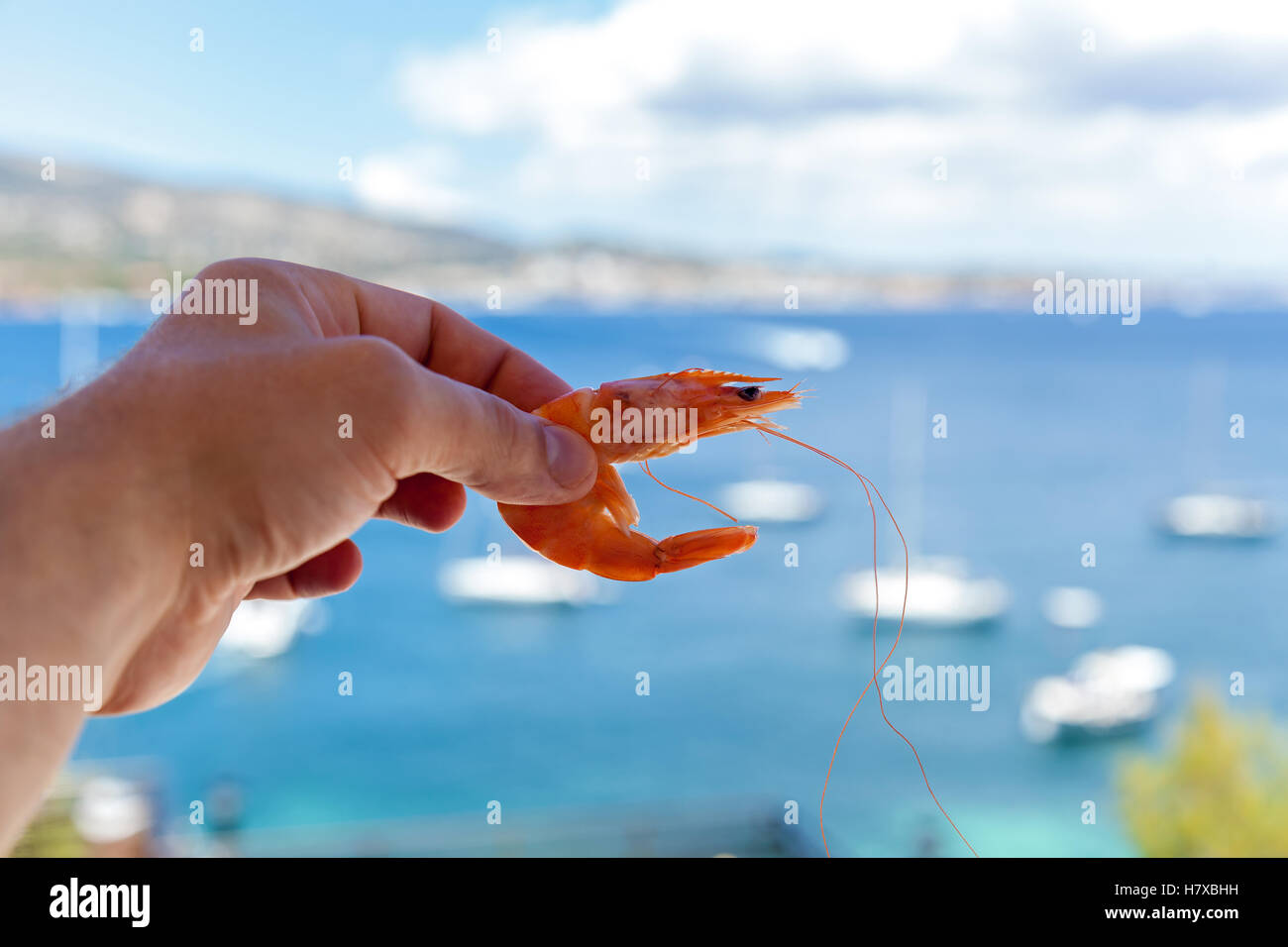 A hand holding a shrimp against the background of the bay with ...