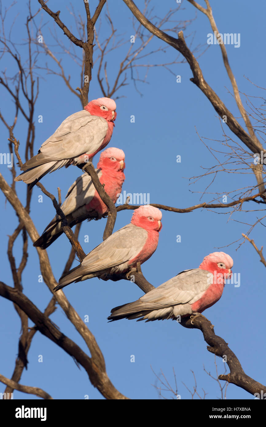 Galah (Eolophus roseicapilla) pairs, Western Australia, Australia Stock ...