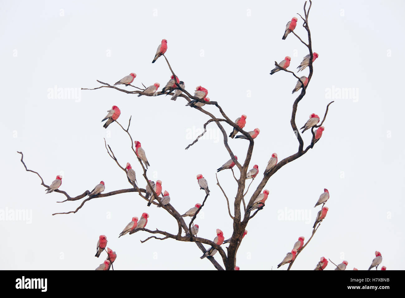 Galah (Eolophus roseicapilla) flock, Western Australia, Australia Stock ...