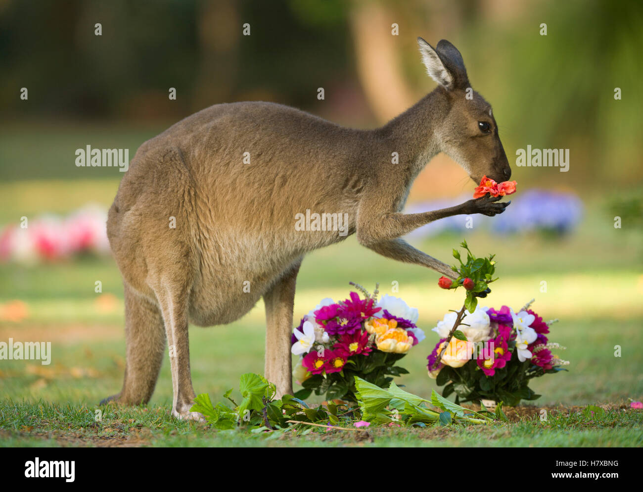 Western Grey Kangaroo (Macropus fuliginosus) eating flowers left on ...