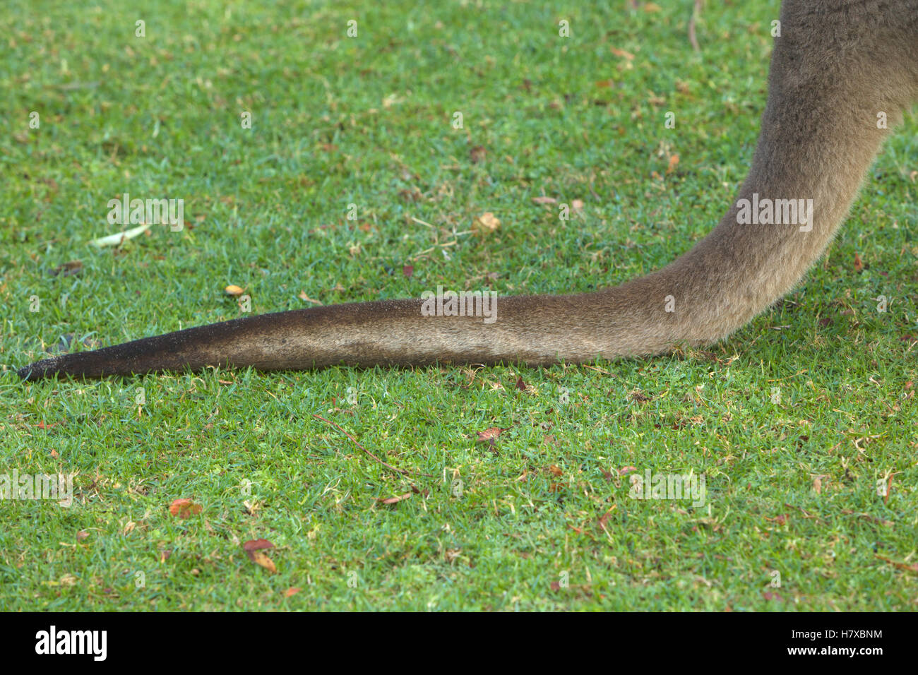Western Grey Kangaroo (Macropus fuliginosus) tail, Pinnaroo Valley ...