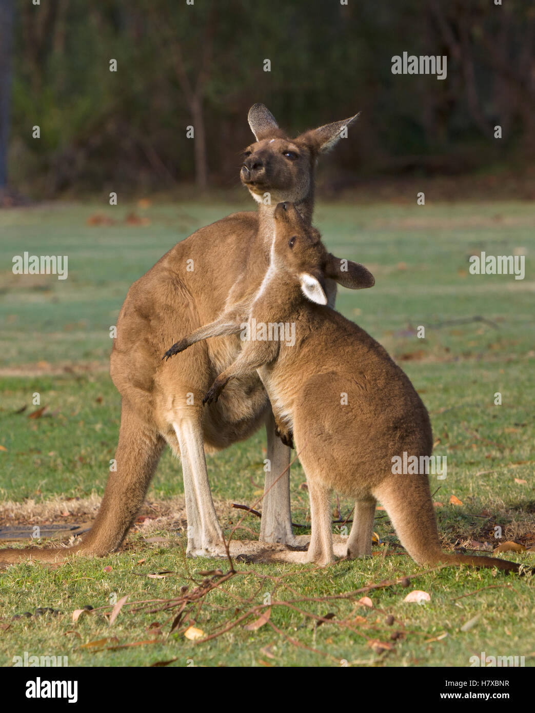 Western Grey Kangaroo (Macropus fuliginosus) female with joey, Pinnaroo ...