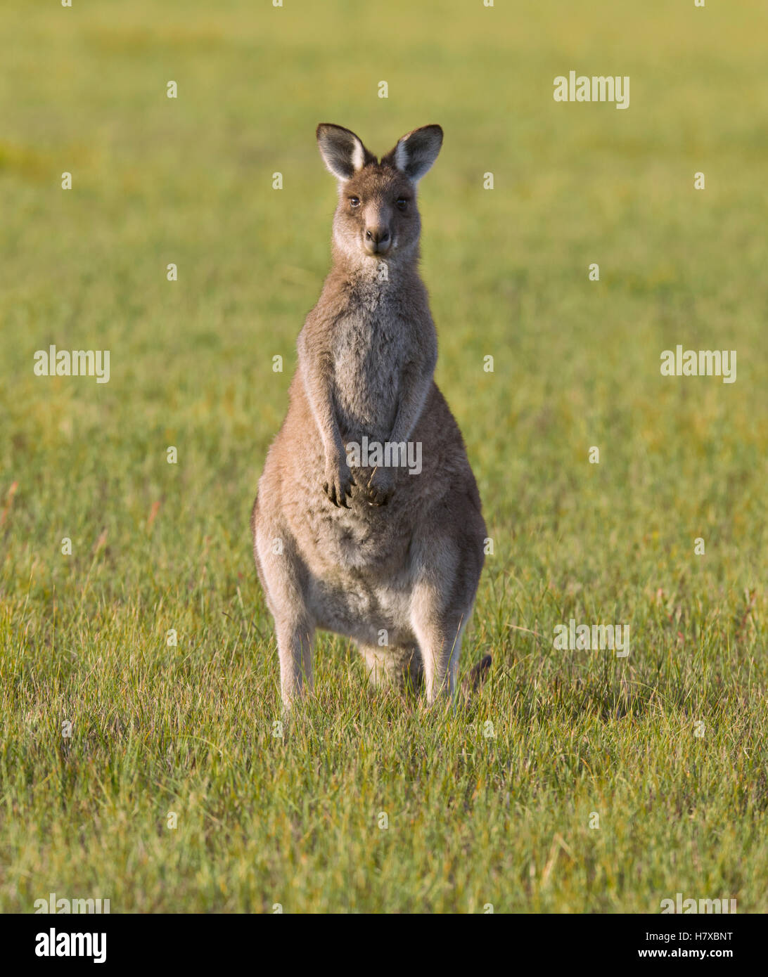 Kangaroo australia victoria High Resolution Stock Photography and ...