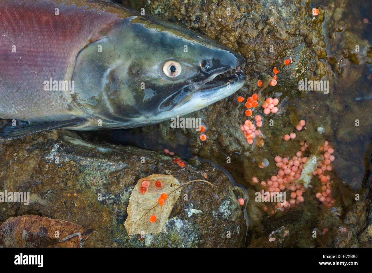Sockeye Salmon (Oncorhynchus nerka) discolored carcass and fish eggs ...