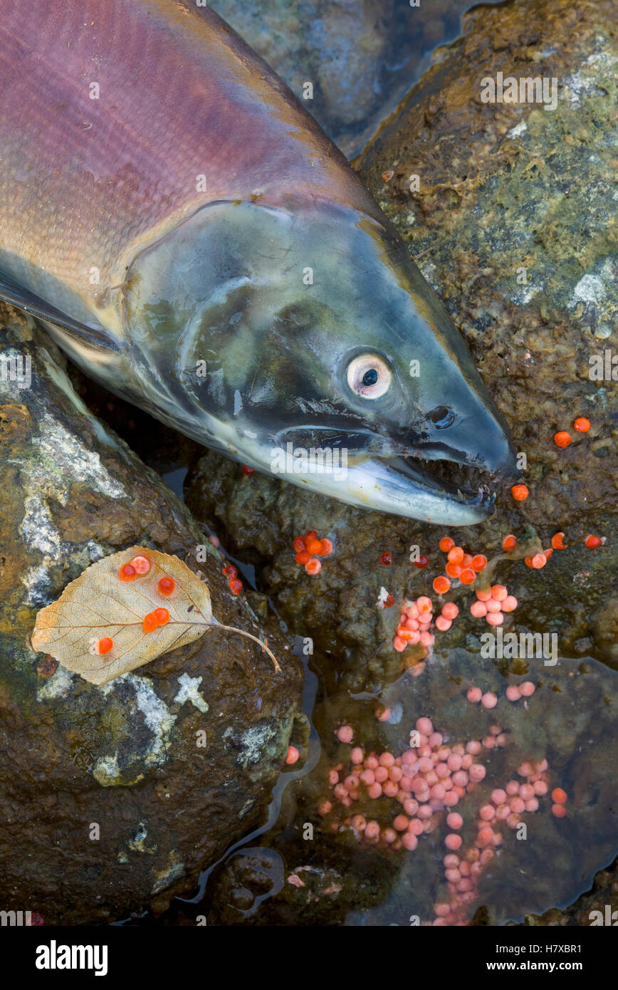 Sockeye Salmon (Oncorhynchus nerka) discolored carcass and fish eggs ...
