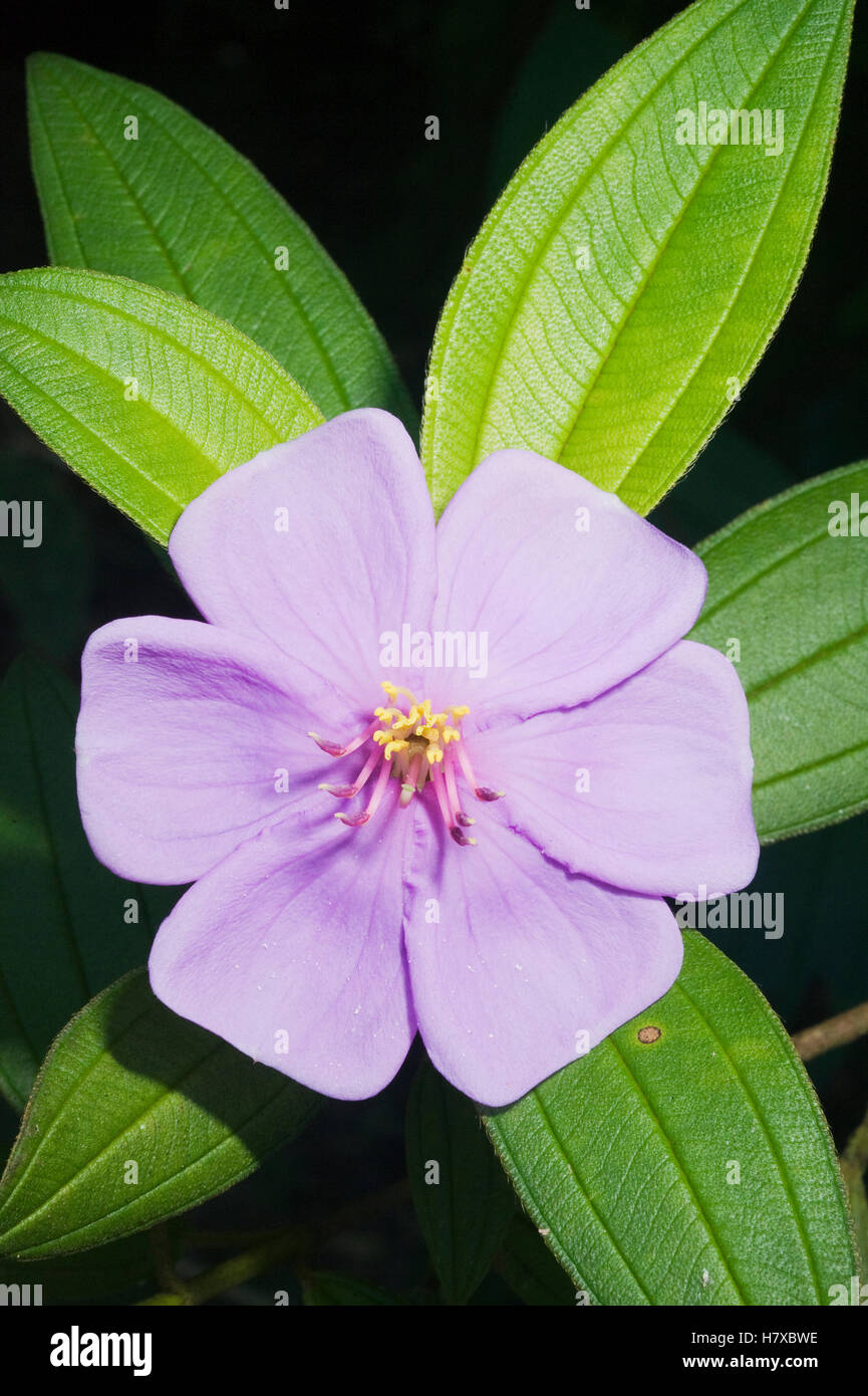 Osbeckia (Osbeckia octandra) flower used for medicine, Sinharaja ...