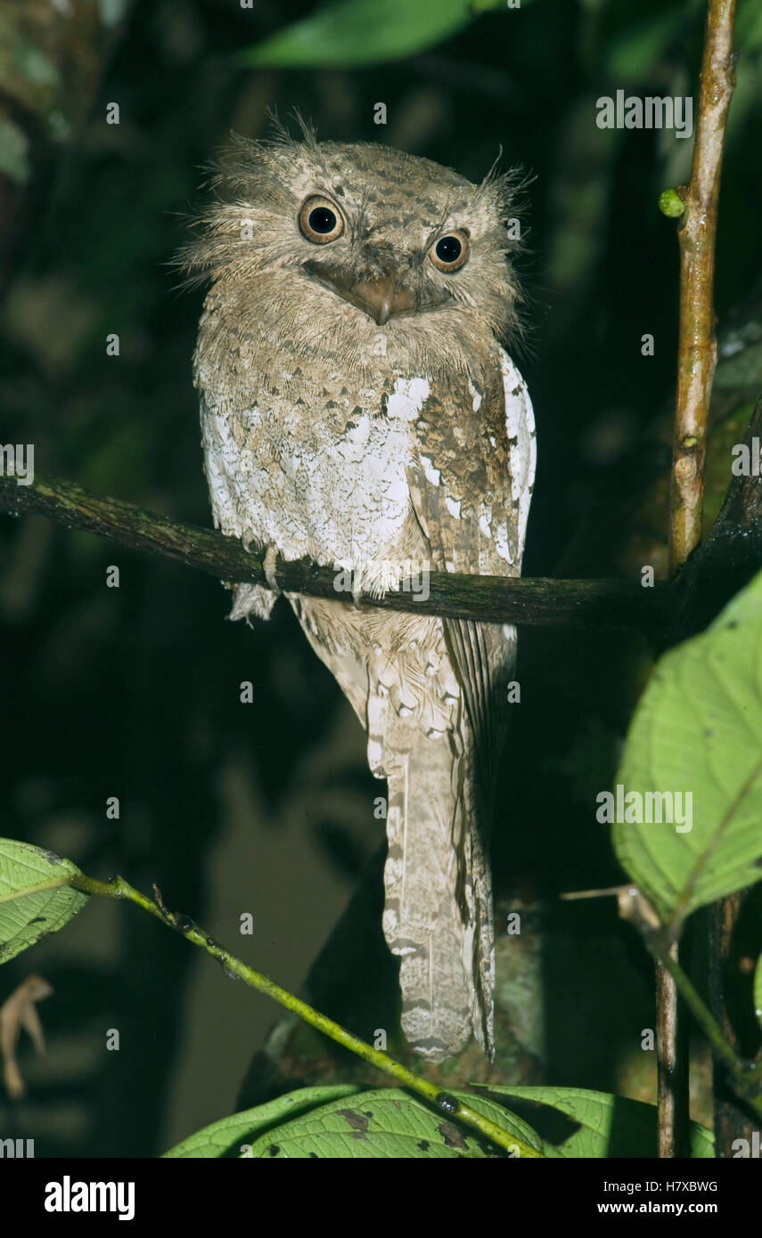 Ceylon Frogmouth (Batrachostomus moniliger), Sinharaja Biosphere ...