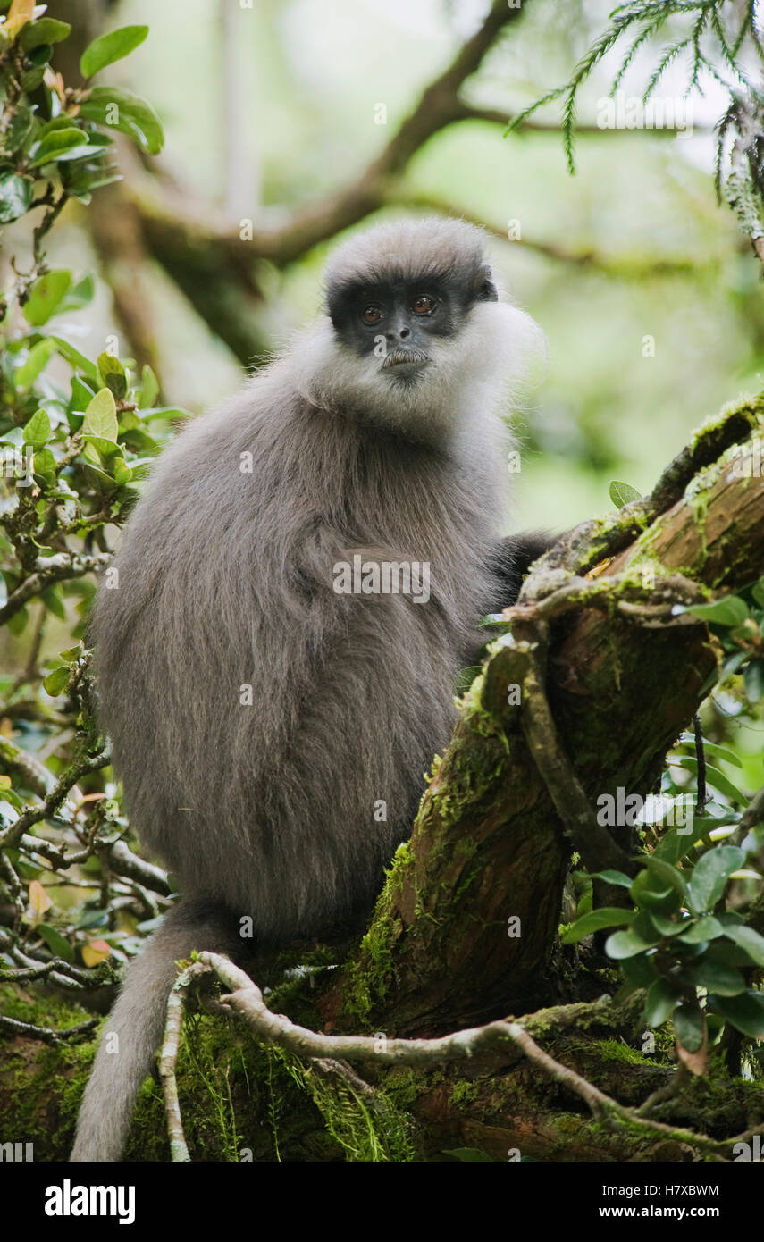Purple-faced Langur (Trachypithecus vetulus) in highlands near Nuwara ...