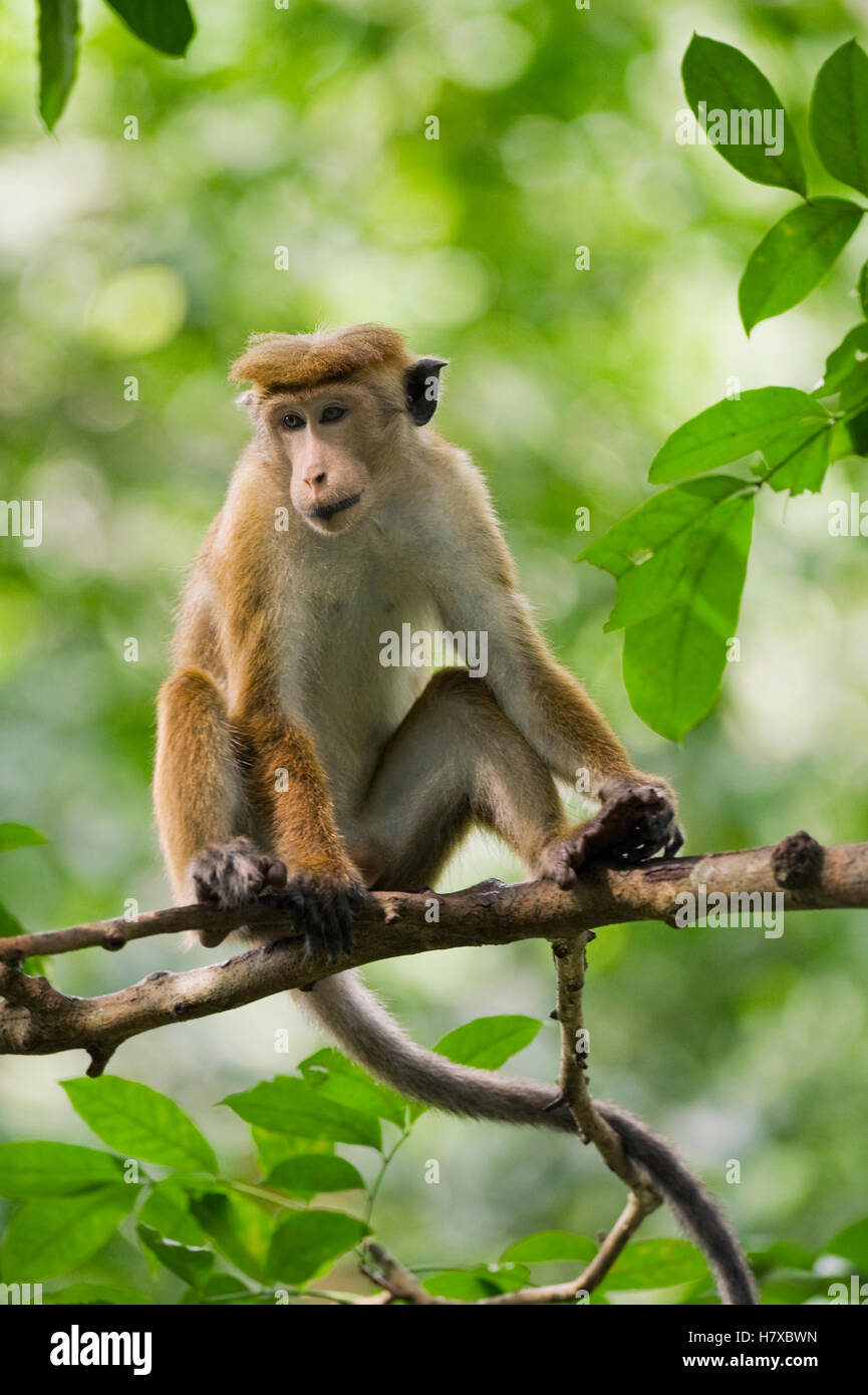 Toque Macaque (Macaca sinica), Bodhinagala Forest Reserve, Sri Lanka ...