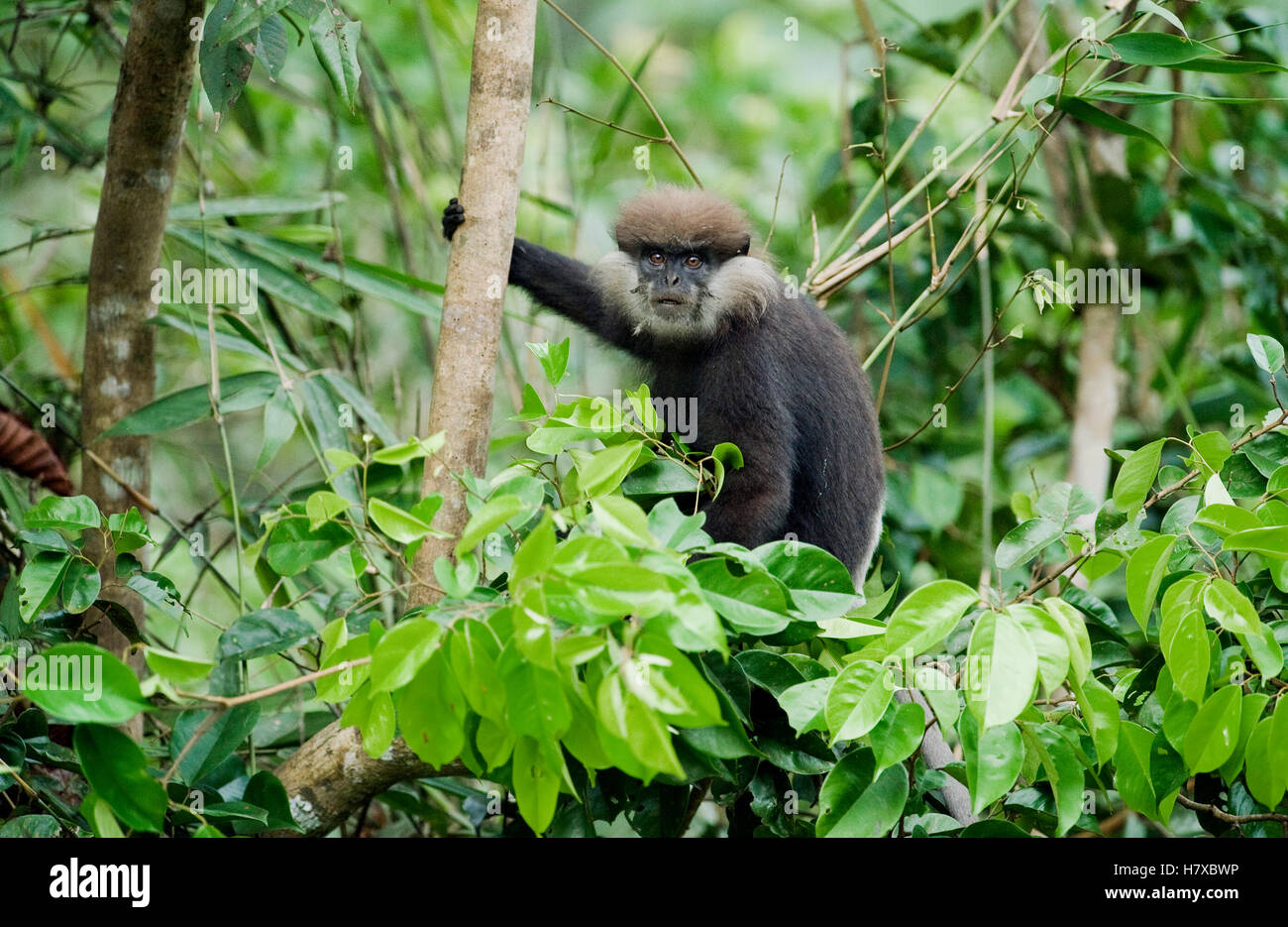Purple-faced Langur (Trachypithecus vetulus) in tree, Sinharaja ...