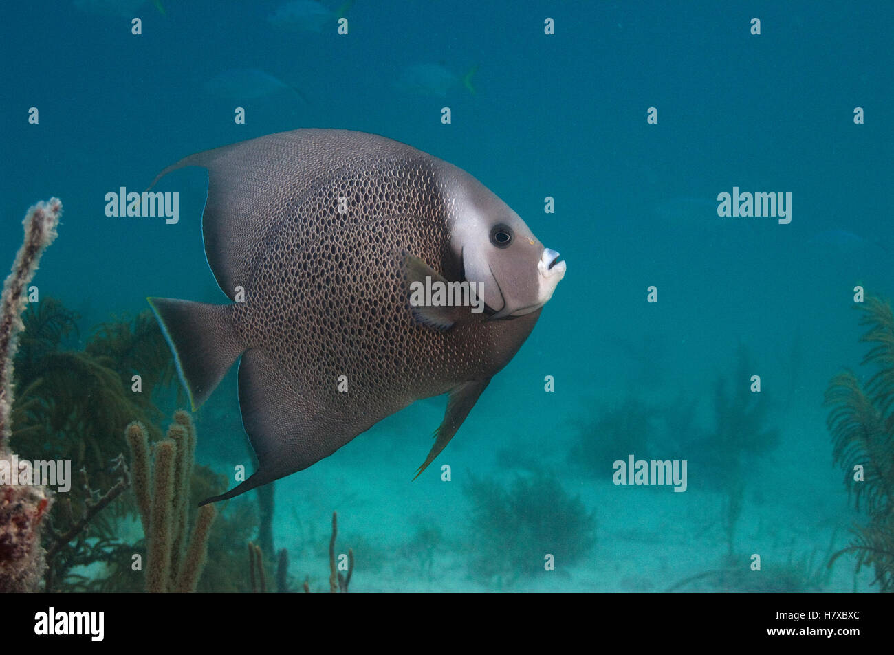 Gray Angelfish (Pomacanthus arcuatus), Belize Barrier Reef, Belize ...