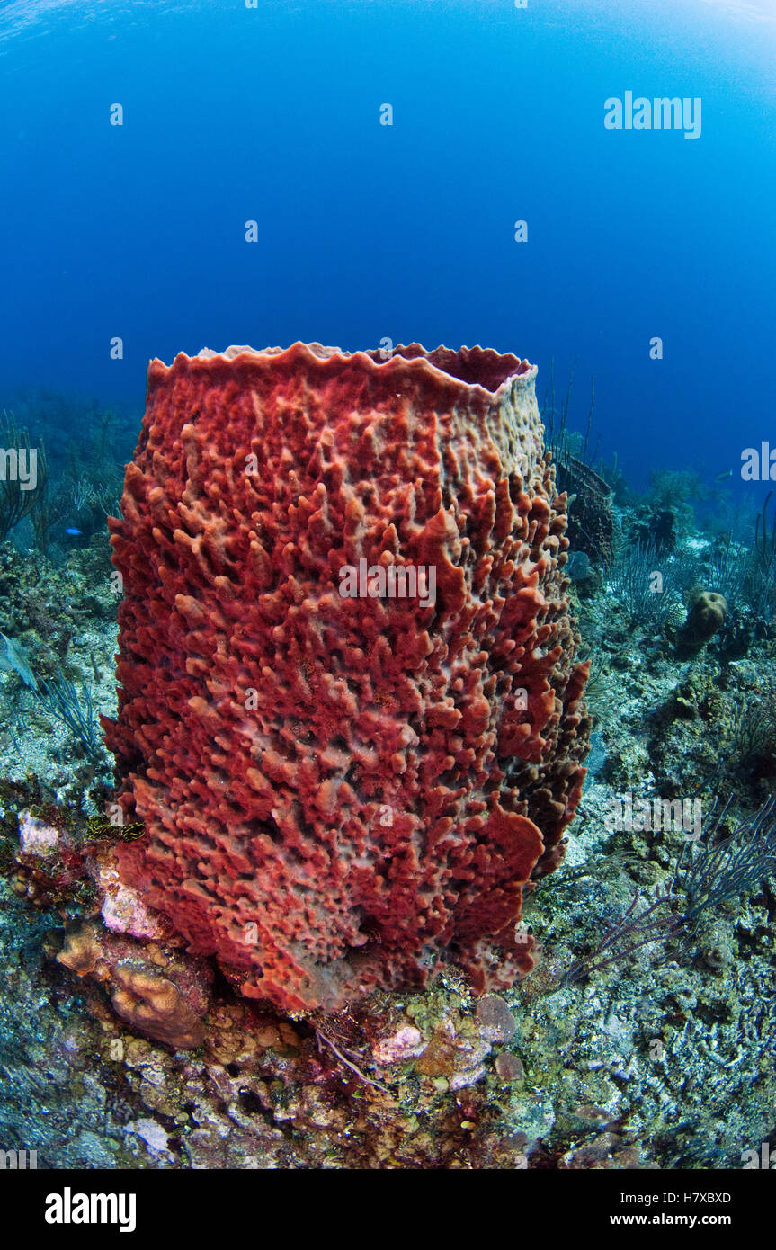 Giant Barrel Sponge (Xestospongia testudinaria) growing on reef, Belize ...